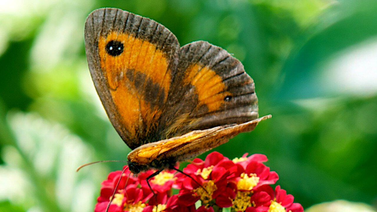 How Plants Control Animals - The Amersham Society